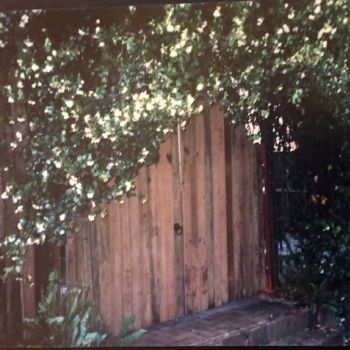 timber paling gate Brisbane – Ross Fencing Brisbane